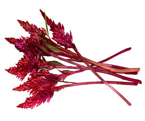 Fresh Origins: Firestix™ Edible Flower - Club + Resort Chef