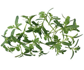 Fresh Origins: Micro Tangerine Lace™ - Club + Resort Chef